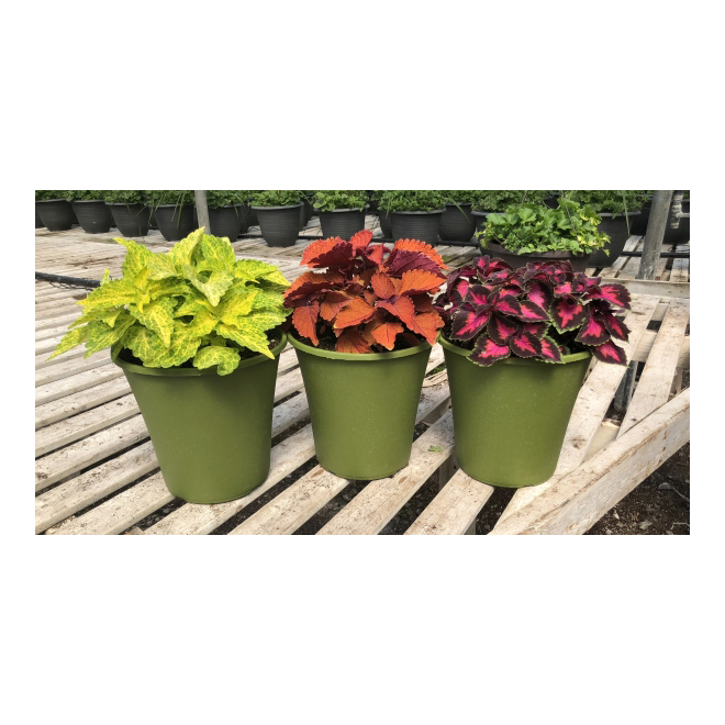 Assorted Coleus - 9-in Pot 144-000 | RONA