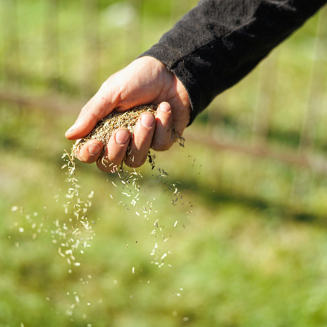 RONA C-I-L SO-GREEN Perfect Lawn Grass Seed Sun and Shade 13-0-0 with ...