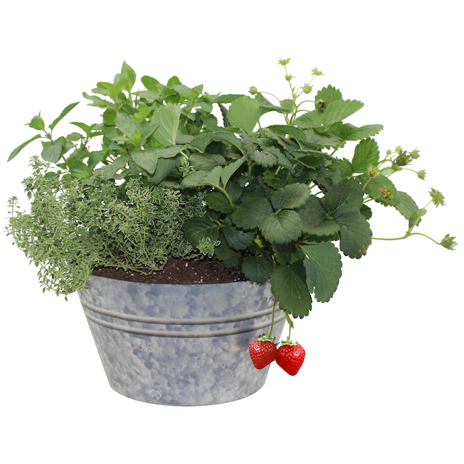 Freeman Herbs Berry Blast Planter - Decorative 10-in Pot FRE-BER-BL | RONA