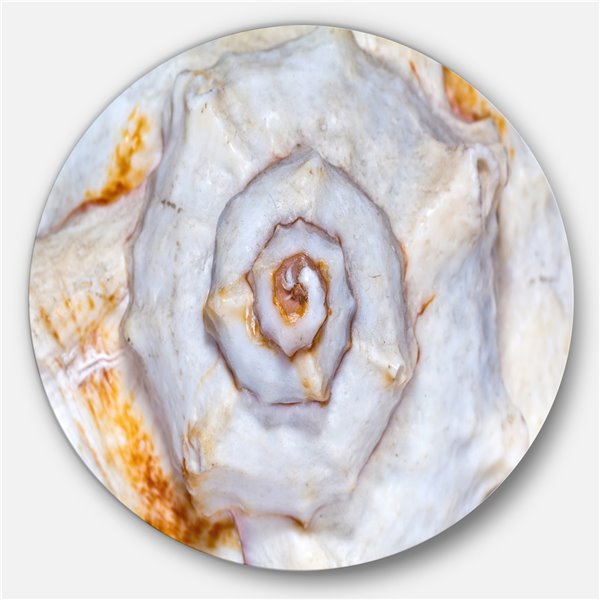 Designart 23-in x 23-in Great Skeleton of Sea Shell Oversized Animal ...