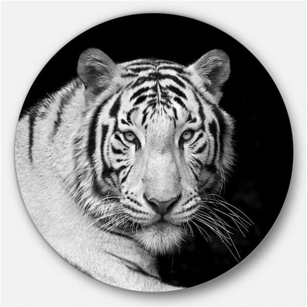 Designart 11-in x 11-in Staring Bengal White Tiger Disc Animal Metal ...