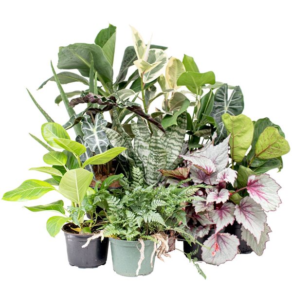 Tropi Co. Air-Purifying Medium Indoor Plant Collection 4-Pack EC101-AIR ...