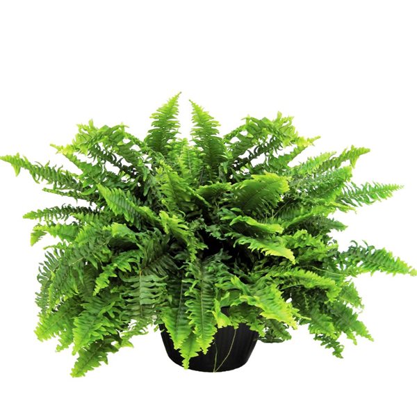 Tropi Co Large Boston Fern 4-Pack | RONA