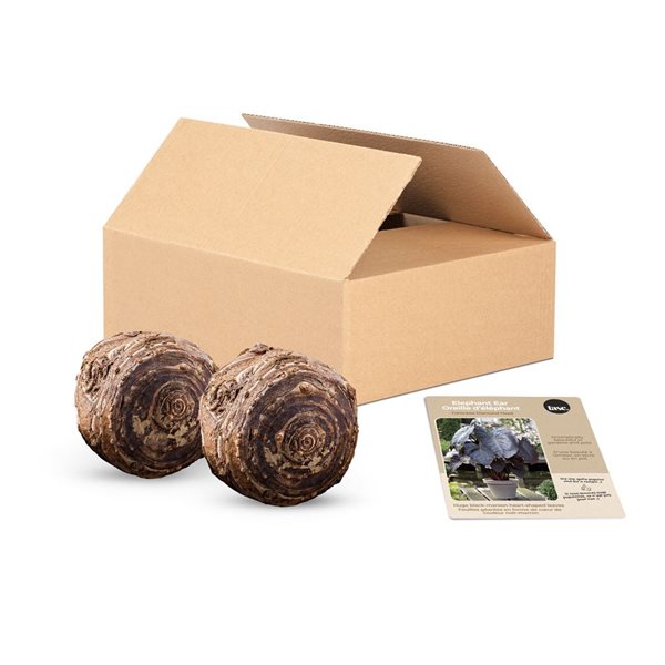Tasc Elephant Ear Diamond Head Bulbs for Planters - Pack of 2 MIS0064 ...