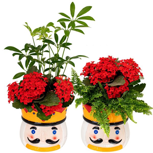 Tropi Co 14-in Seasonal Garden in Toy Soldier Container 4-Pack TSDR101 ...
