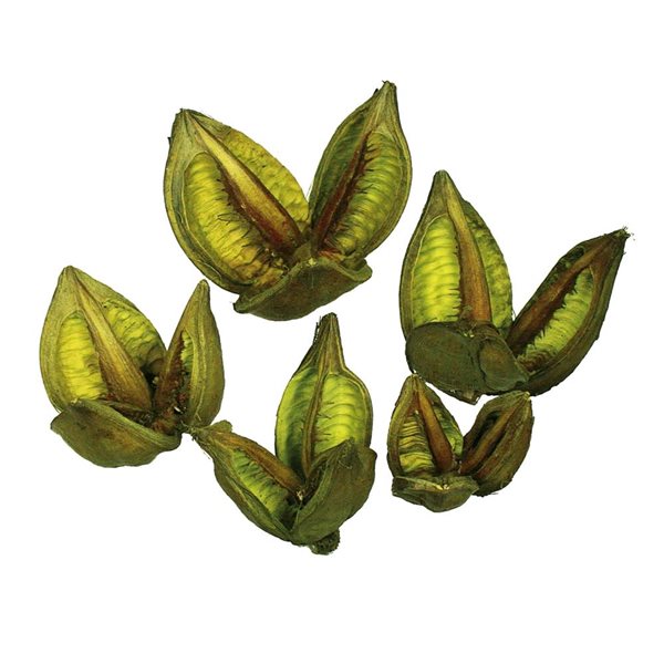 Vickerman 3-4-in Light Basil Sora Pod - 250/Pack - Dried H2SORB110 | RONA