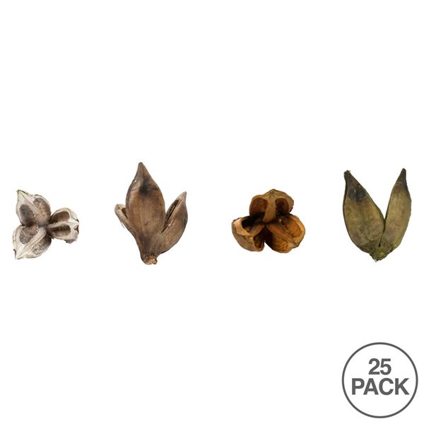 Vickerman 3-4-in Assorted Sora Pod - Bulk Assorted Colors - 25/Pack ...