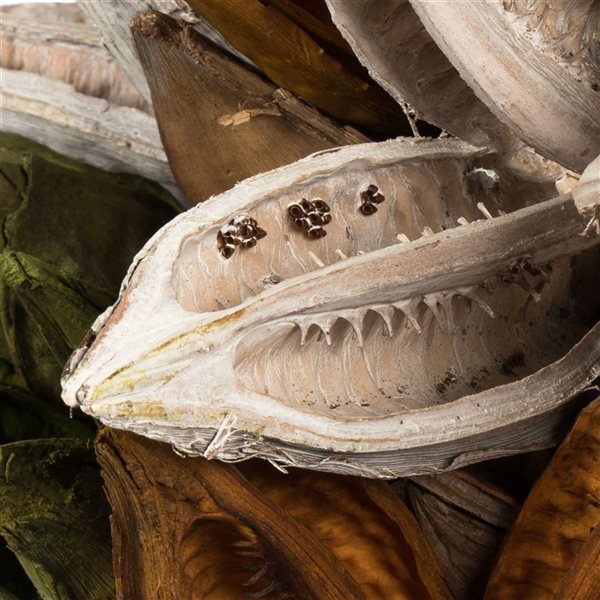 Vickerman 3-4-in Assorted Sora Pod - Bulk Assorted Colors - 25/Pack ...