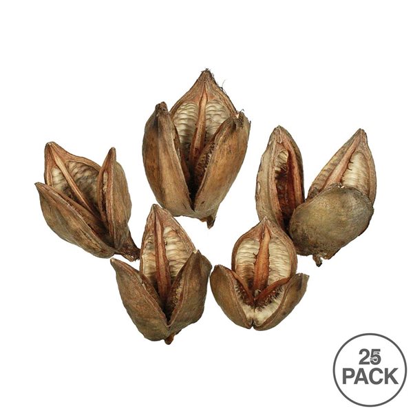 Vickerman 3-4-in Natural Sora Pod - 25/Pack - Dried H2SORB000 | RONA