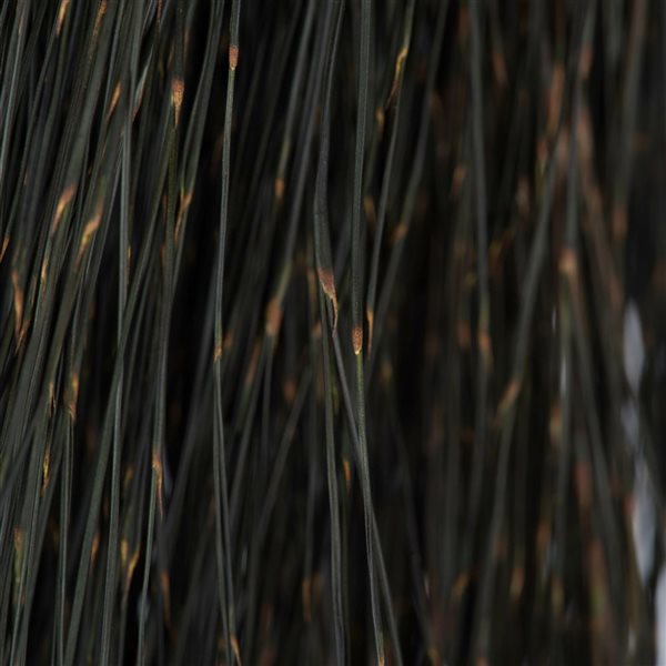 Vickerman 15-20-in Short Stem Natural Bell Grass - Preserved H1BMS000-2 ...
