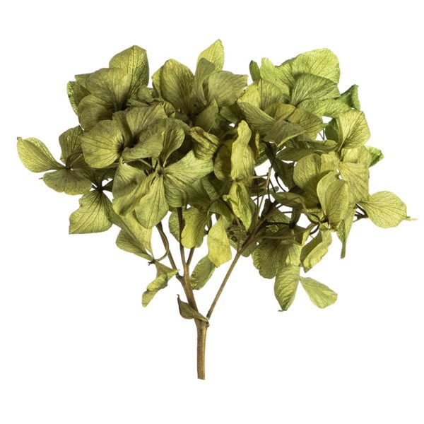 Vickerman 10 x 3 x 21-in Tray Basil Hydrangea Pieces - Preserved ...