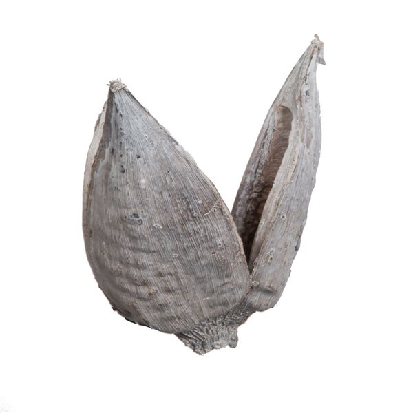 Vickerman 3-4-in White Wash Sora Pod - 250/Pack - Dried H2SORB900 | RONA