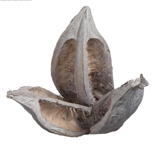 Vickerman 3-4-in White Wash Sora Pod - 250/Pack - Dried H2SORB900 | RONA