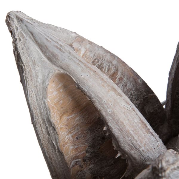 Vickerman 3-4-in White Wash Sora Pod - 250/Pack - Dried H2SORB900 | RONA