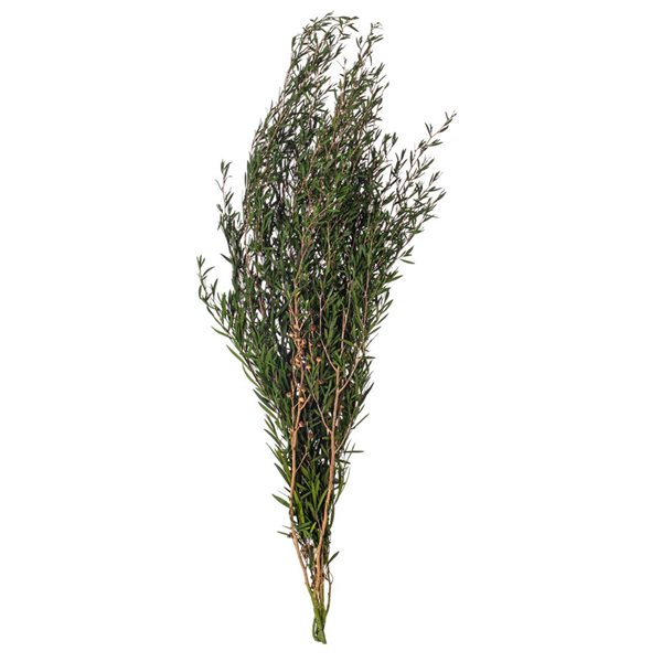 Vickerman 25-36-in Green Lepto Longifolia - Preserved H3LPL150 | RONA