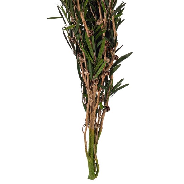 Vickerman 25-36-in Green Lepto Longifolia - Preserved H3LPL150 | RONA