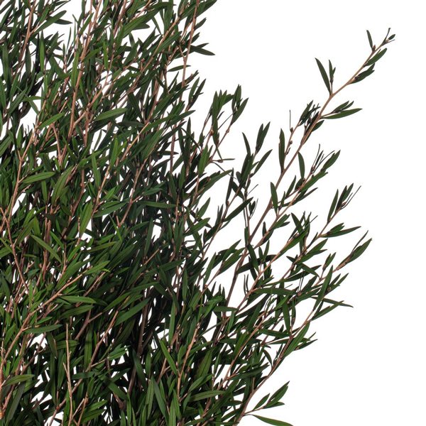 Vickerman 25-36-in Green Lepto Longifolia - Preserved H3LPL150 | RONA