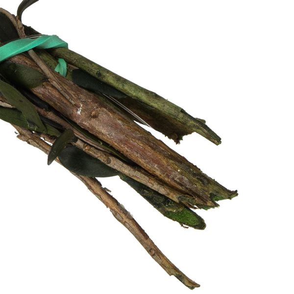 Vickerman 25-36-in Green Lepto Longifolia - Preserved H3LPL150 | RONA