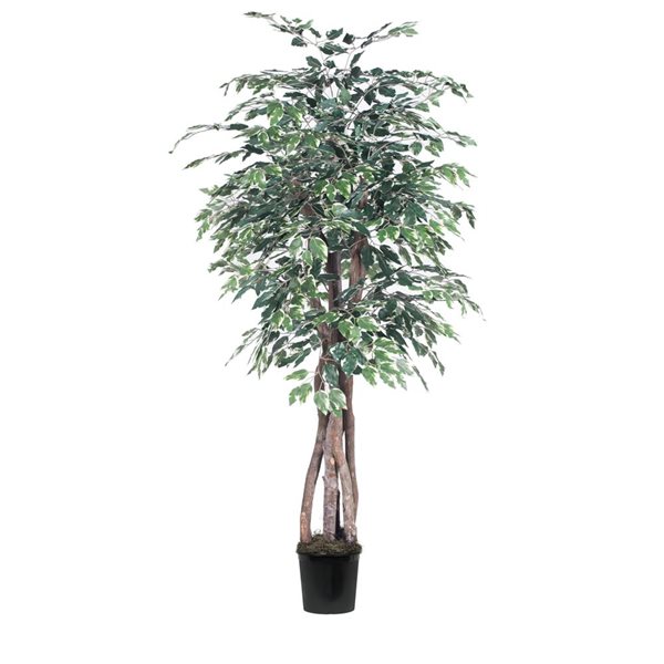 Vickerman 6-ft Artificial Variegated Ficus Executive in Black Plastic ...